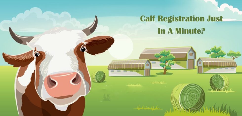 How Can You Do A Calf Registration Just In A Minute? – Kingswood Computing